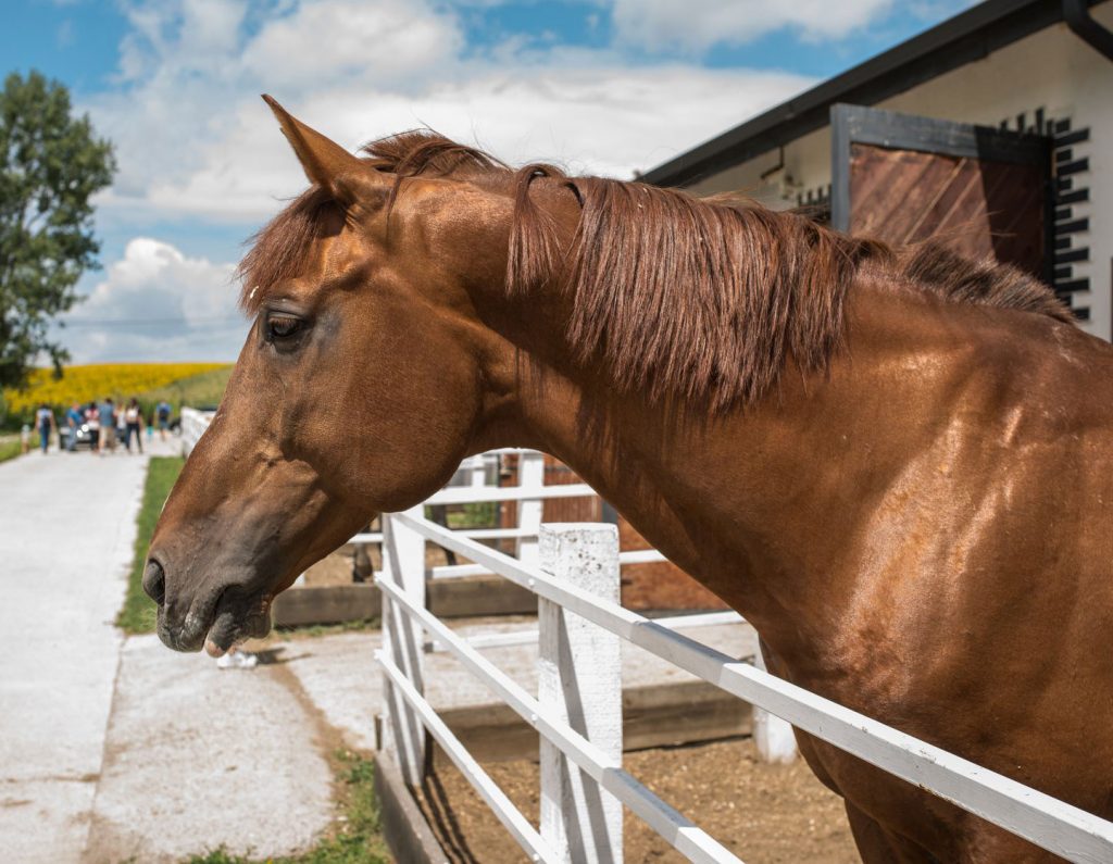 Cursuri de echitație - Despre Caii Clubului Equester