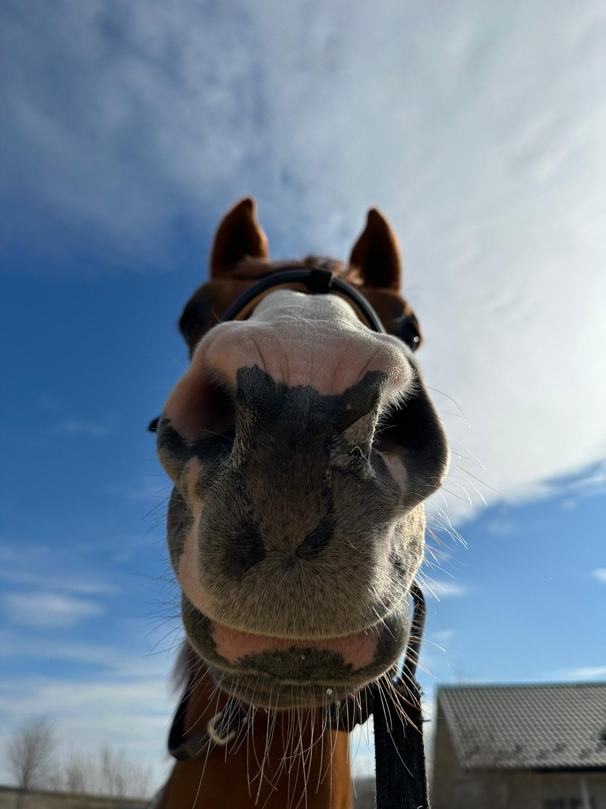 Curiozități despre cai: De ce botul calului este moale și catifelat ...